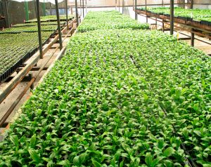 Micro Plantas - Green Plants CR