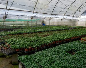 Micro Plantas - Green Plants CR