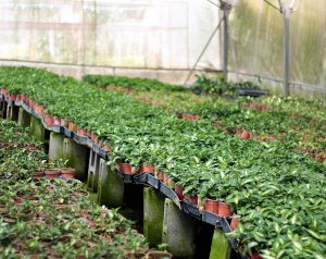 Micro Plantas - Green Plants CR