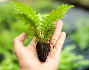 Micro Plantas - Green Plants CR