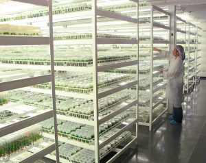 Micro Plantas - Green Plants CR