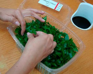 Micro Plantas - Green Plants CR