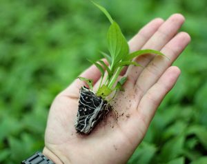 Micro Plantas - Green Plants CR