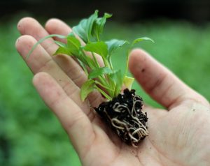 Micro Plantas - Green Plants CR