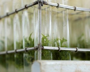 Micro Plantas - Green Plants CR