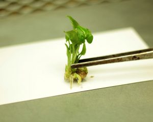 Micro Plantas - Green Plants CR