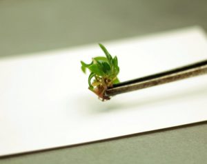 Micro Plantas - Green Plants CR