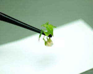 Micro Plantas - Green Plants CR