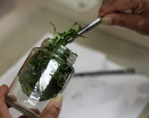 Micro Plantas - Green Plants CR