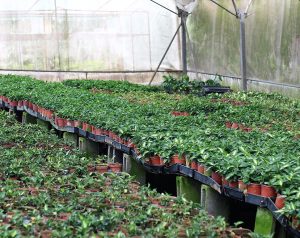 Micro Plantas - Green Plants CR